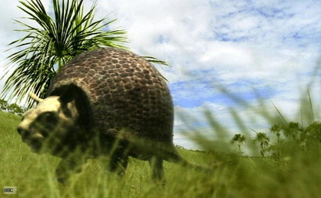 Doedicurus | Primeval: The Reboot Wiki | Fandom