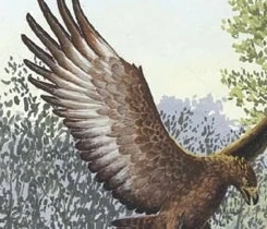 Haast's Eagle | Primeval: The Reboot Wiki | Fandom