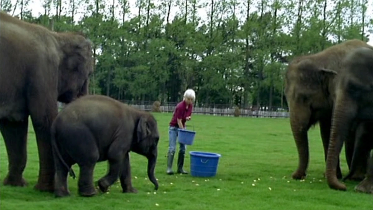 Elephant | Anomaly Research Centre | Fandom