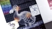 Dodo | Anomaly Research Centre | Fandom