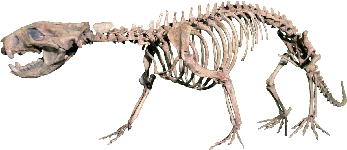 Didelphodon | Anomaly Research Centre | Fandom