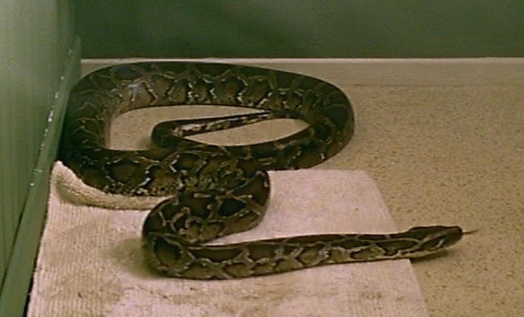 Python | Anomaly Research Centre | Fandom