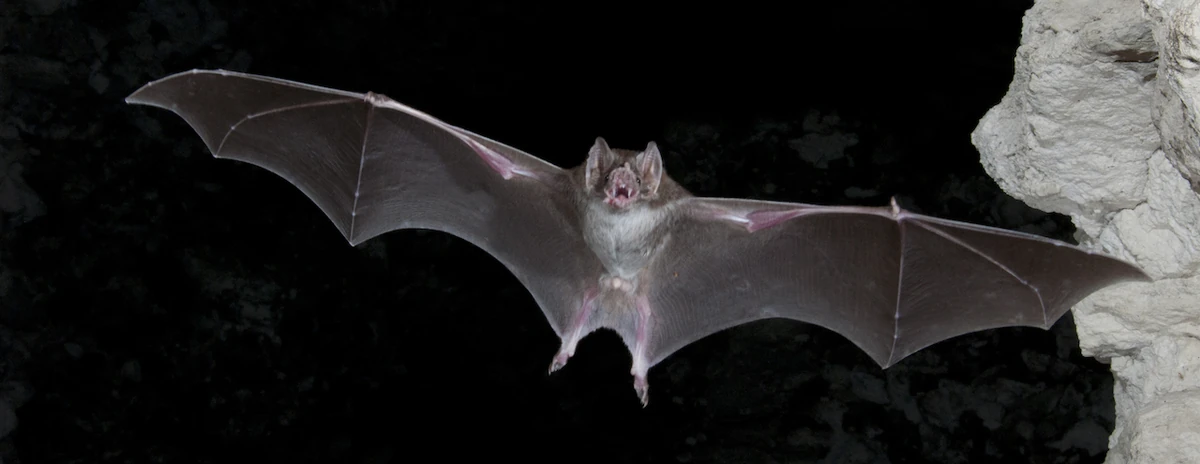 Bat | Anomaly Research Centre | Fandom