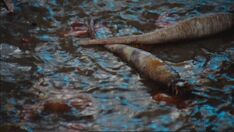 Precambrian Worm | Anomaly Research Centre | Fandom