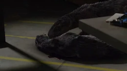 Lycaenops | Anomaly Research Centre | Fandom