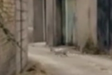 Cat | Anomaly Research Centre | Fandom