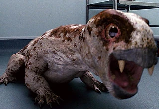 Diictodon | Wiki Primeval | Fandom