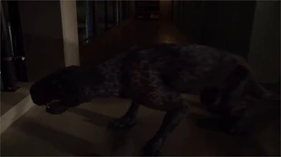 Lycaenops | Anomaly Research Centre | Fandom