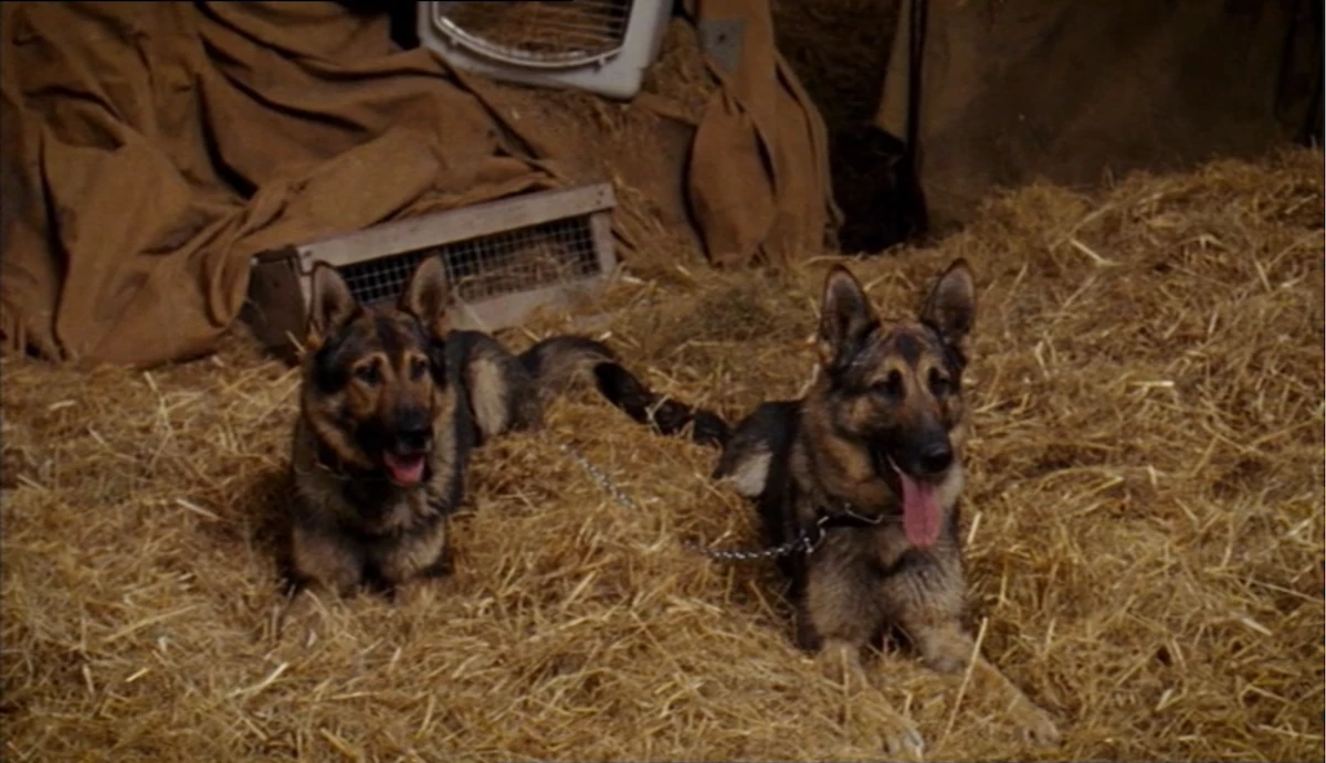 Dog | Anomaly Research Centre | Fandom