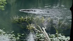 Primeval Labyrinthodont