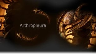 Arthropleura | Primeval Wiki | Fandom