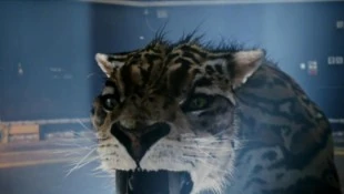 Smilodon | Primeval Wiki | Fandom