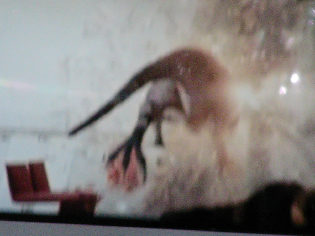 Dromaeosaurus albertensis | Primeval Series 5 Wiki | Fandom
