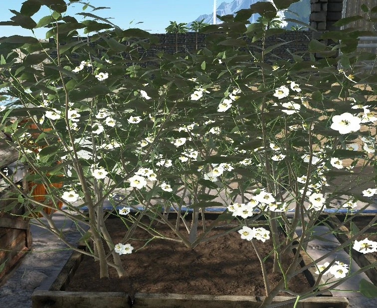 Tea Leaves | Ark Primitive Survival Wikia | Fandom