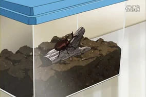 Kabriel | Prince of Tennis Wiki | Fandom