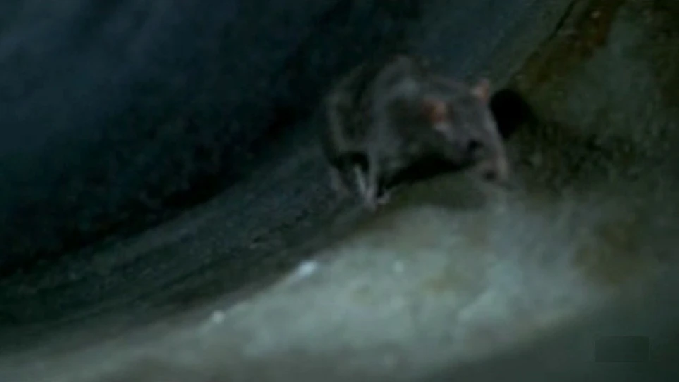 Rat (Season 1) | Prison Break Wiki | Fandom