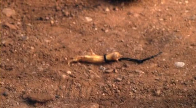 Chicken Foot | Prison Break Wiki | Fandom