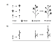 L-Systems | Procedural Content Generation Wiki | Fandom