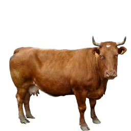 TheCows | Professor Pig's Unusual Barn School Wiki | Fandom