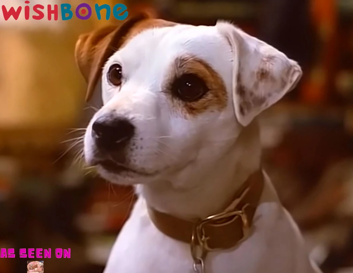 Wishbone (1995 TV Series) | Programs Club Party 1959-2023 Wiki | Fandom