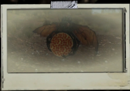 Recent Photo of a Cazadore | Fallout: New California | Fandom