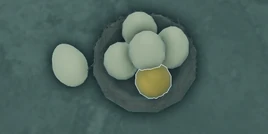 Egg | Deepwoken Wiki | Fandom