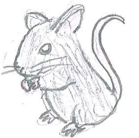 Ratón | Wiki Project Species | Fandom