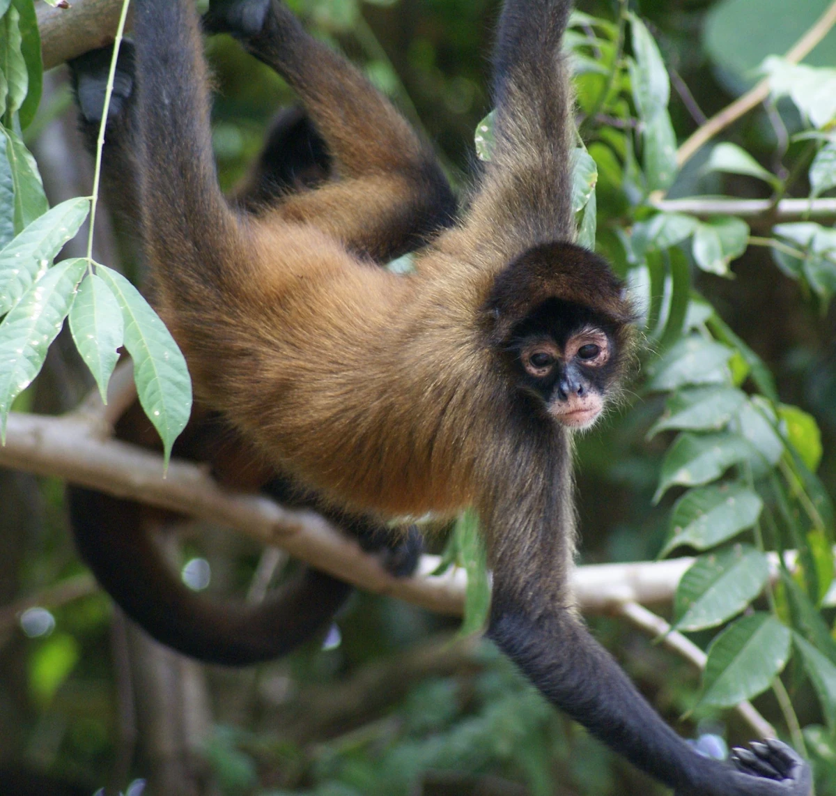 Geoffroy's Spider Monkey | Project Zoo Wiki | Fandom