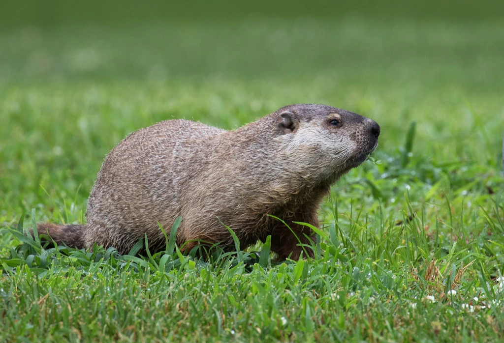 Groundhog | Project Zoo Wiki | Fandom