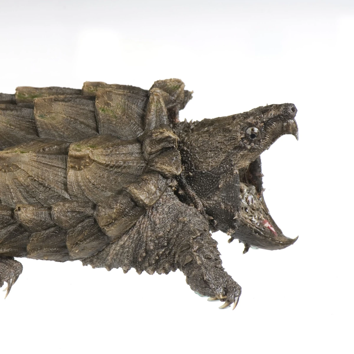 Alligator Snapping Turtle | Project Zoo Wiki | Fandom