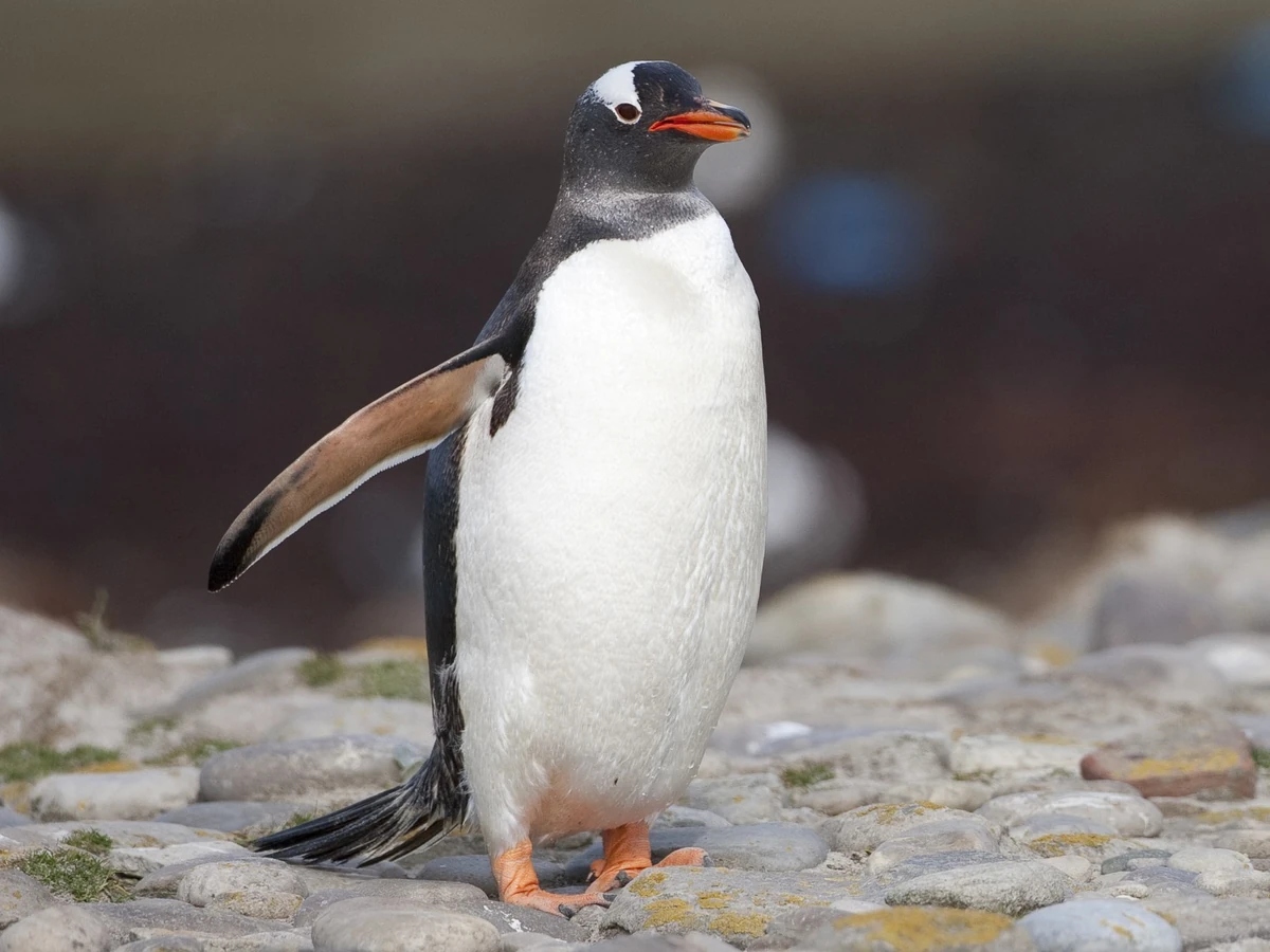 Gentoo Penguin | Project Zoo Wiki | Fandom