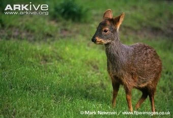 Southern Pudu | Project Zoo Wiki | Fandom