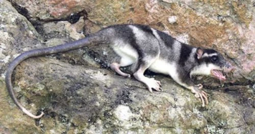 Water Opossum | Project Zoo Wiki | Fandom