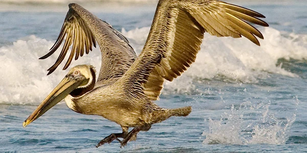 Brown Pelican | Project Zoo Wiki | Fandom