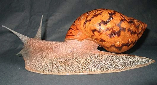 Giant Ghana African Snail | Project Zoo Wiki | Fandom