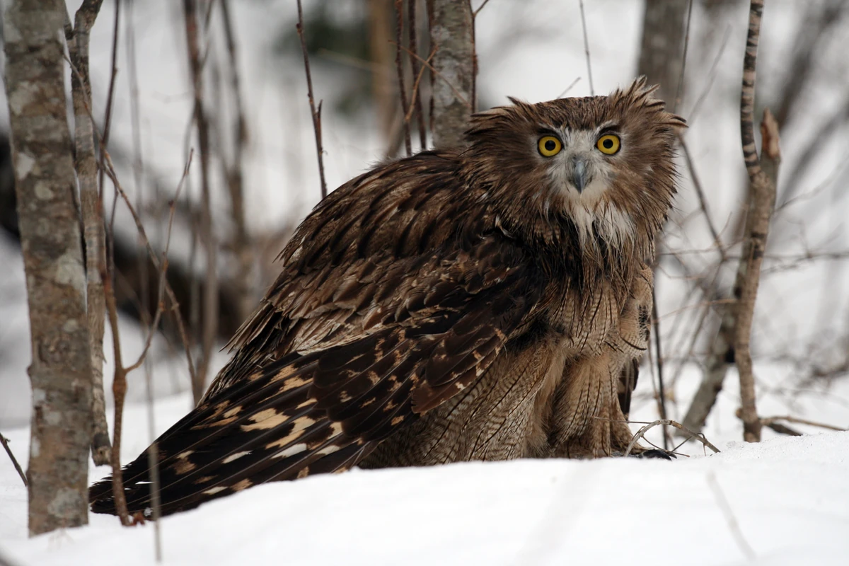 Blakiston's Fish Owl | Project Zoo Wiki | Fandom