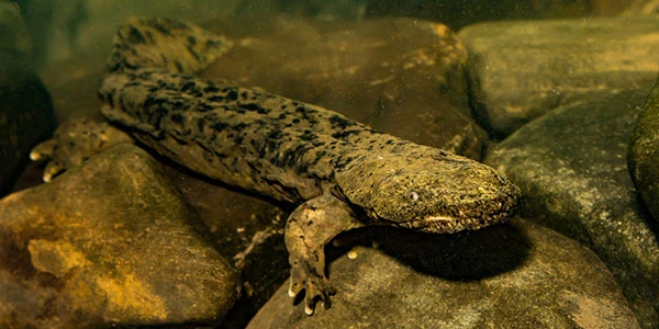 Hellbender | Project Zoo Wiki | Fandom