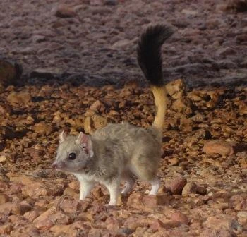 Kowari | Project Zoo Wiki | Fandom