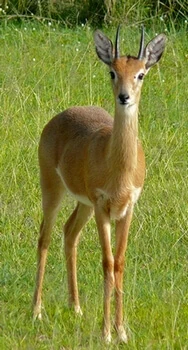 Oribi