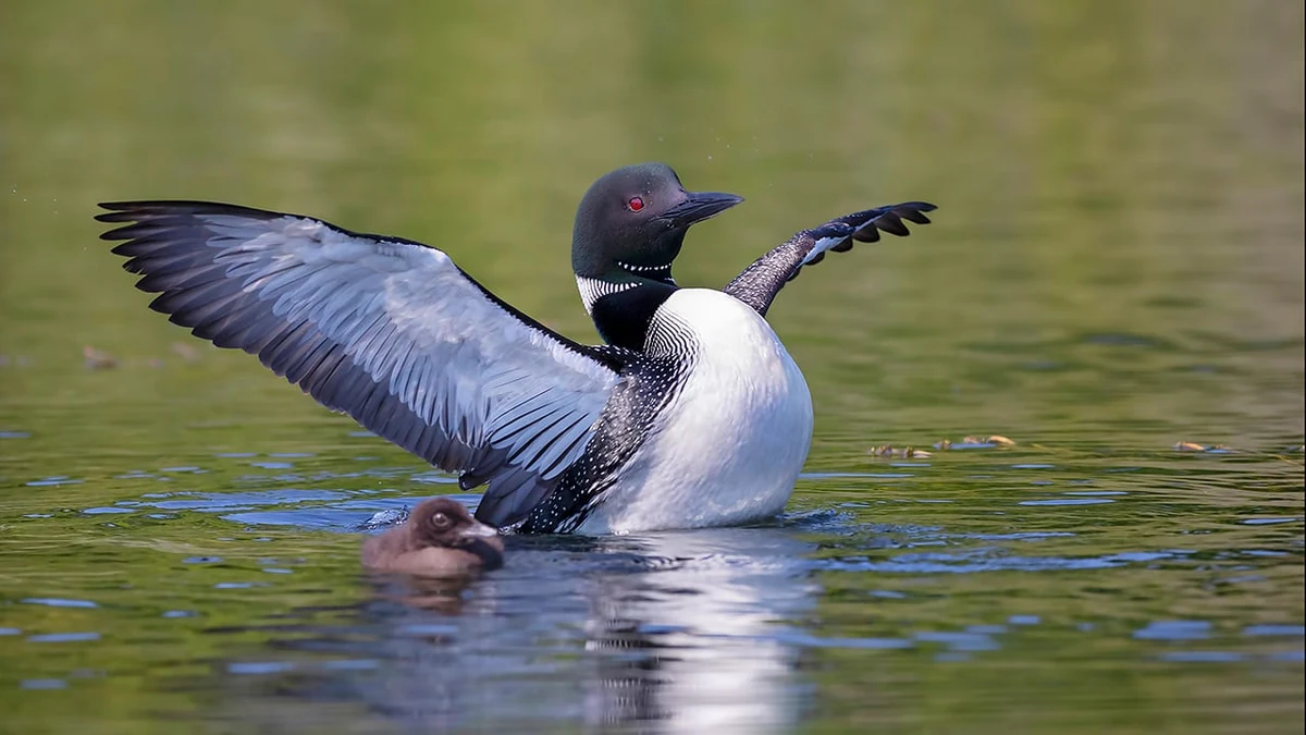 Common Loon | Project Zoo Wiki | Fandom