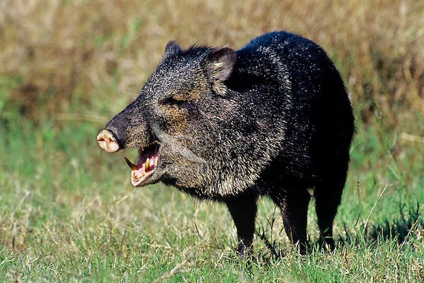 Collared Peccary | Project Zoo Wiki | Fandom