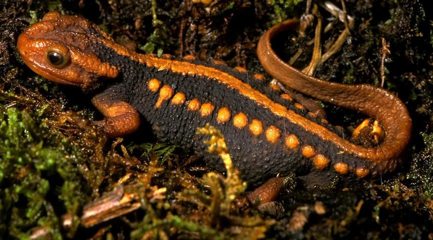 Emperor Newt | Project Zoo Wiki | Fandom
