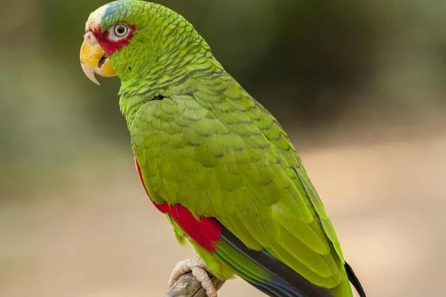 White-fronted Amazon | Project Zoo Wiki | Fandom