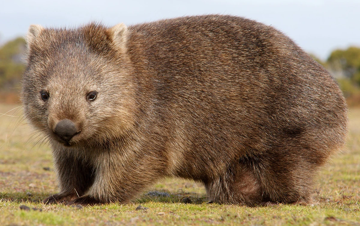 Common Wombat | Project Zoo Wiki | Fandom