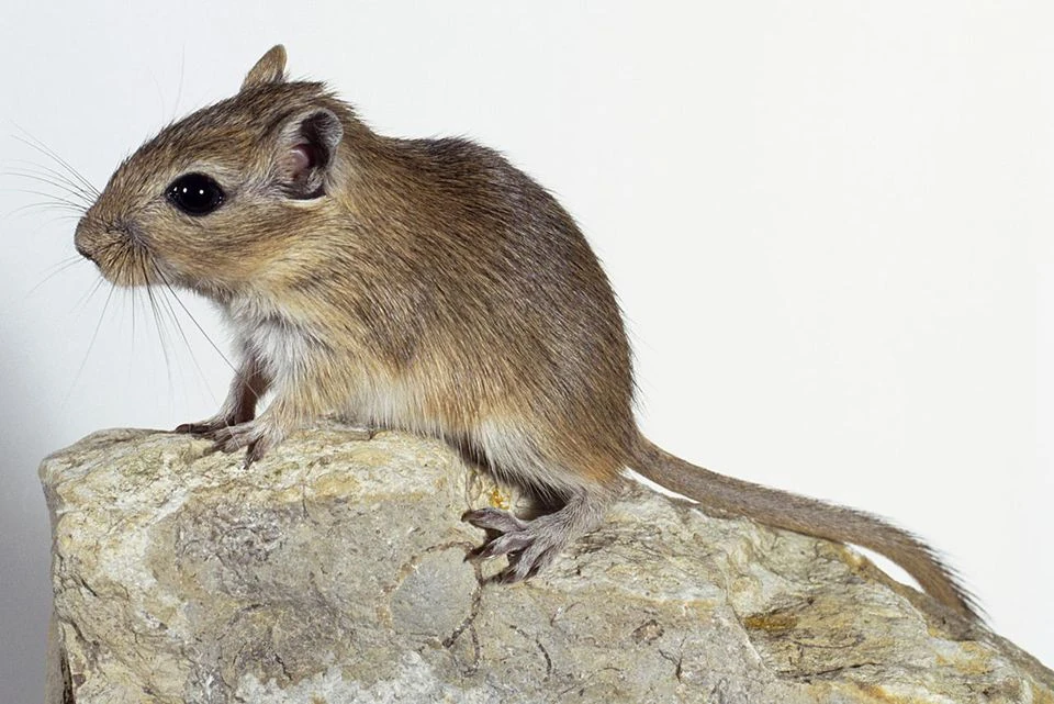 Mongolian Gerbil | Project Zoo Wiki | Fandom