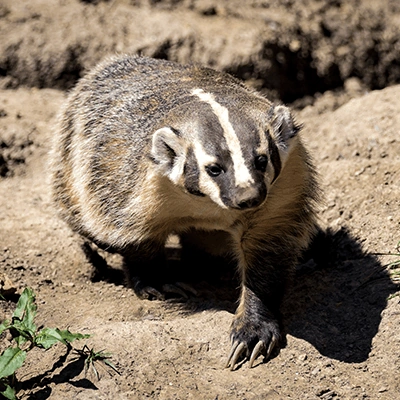 Western Badger