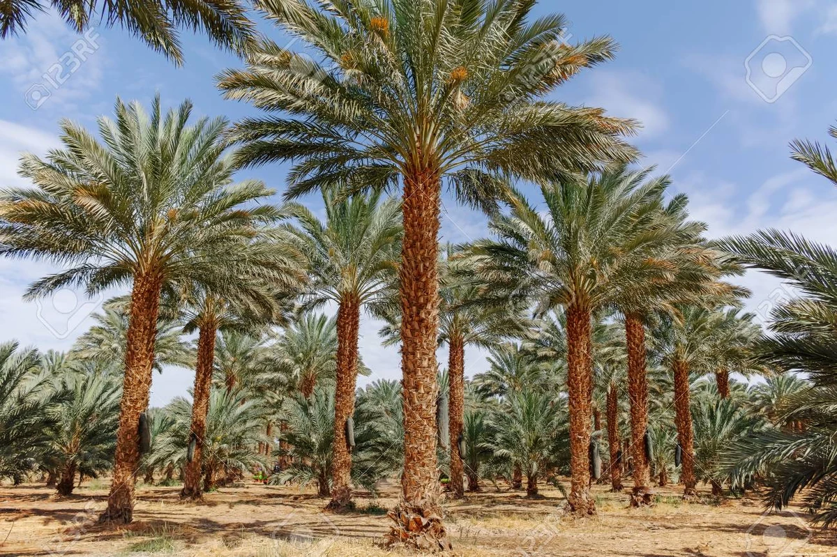 Date Palm | Project Zoo Wiki | Fandom