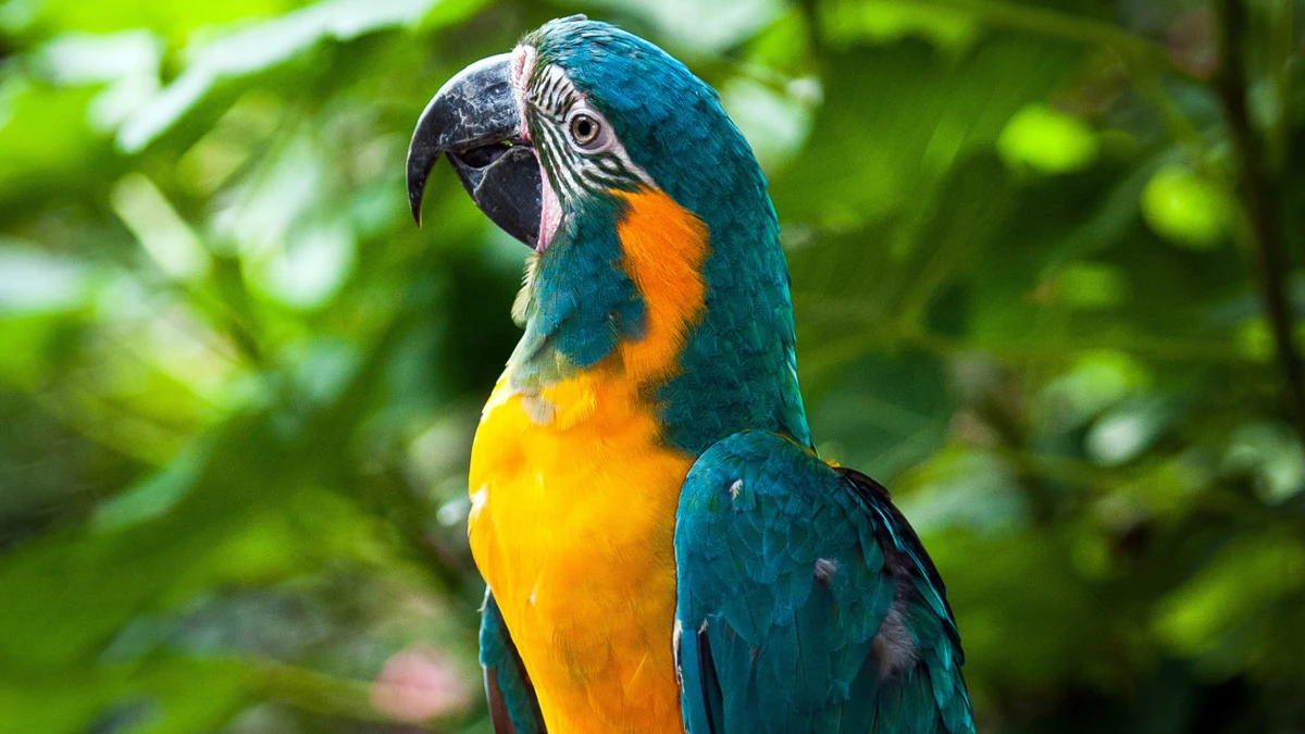 Blue-throated Macaw | Project Zoo Wiki | Fandom