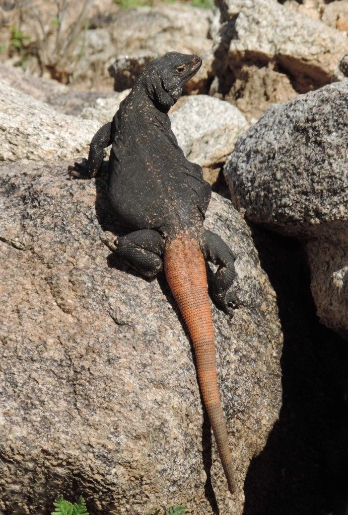 Common Chuckwalla | Project Zoo Wiki | Fandom
