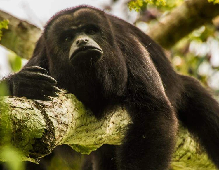 Black Howler | Project Zoo Wiki | Fandom